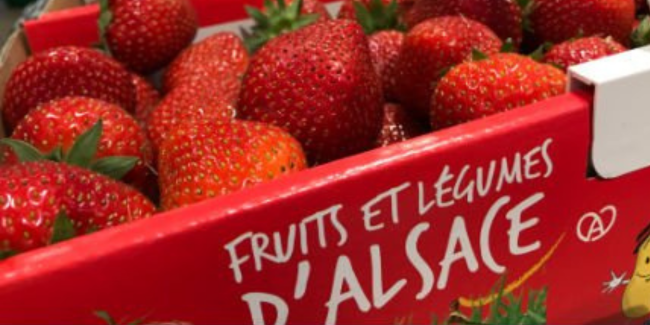 Libres cueillettes de fraises à Strasbourg et en Alsace avec les ...