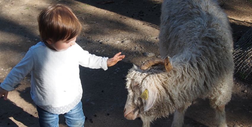 Parc animalier Friedel : ferme pédagogique aux portes de Strasbourg ...