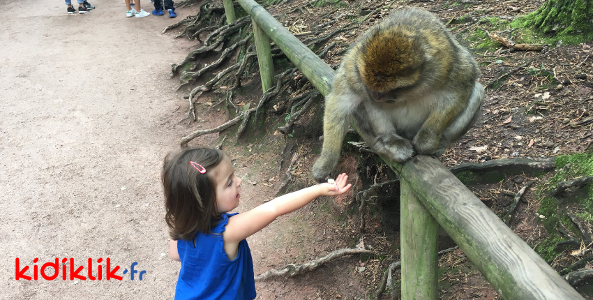TOP 5 des parcs animaliers en Alsace | Kidiklik