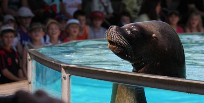 TOP 5 des parcs animaliers en Alsace | Kidiklik